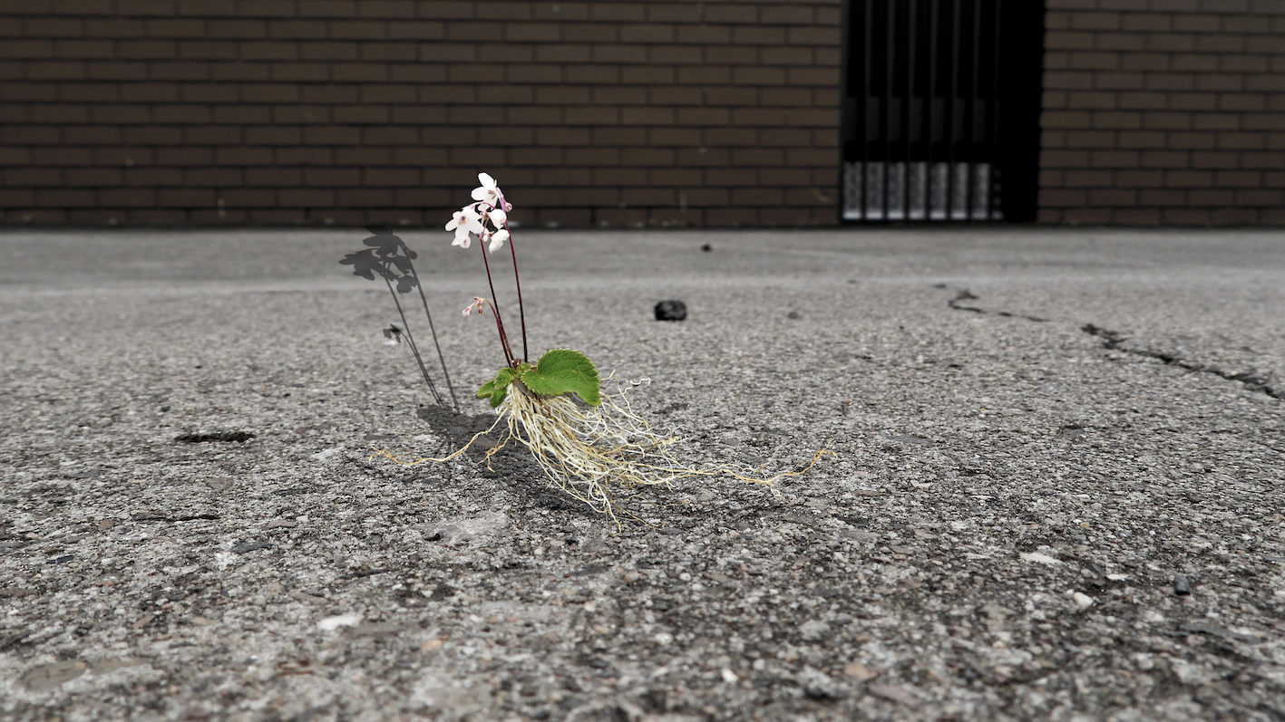 When a Tree Falls - NorthSite Contemporary Arts_